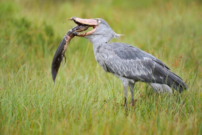 Shoebill Burung Raksasa Seukuran Manusia Yang Berasal Dari Afrika