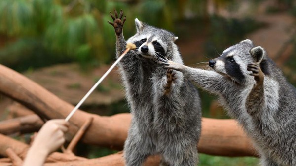 Potret Rakun Menggemaskan, Ternyata Suka Nongkrong di Tong Sampah