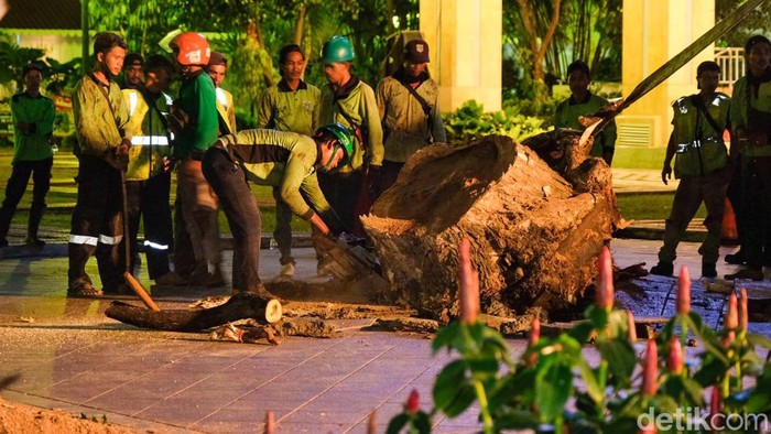 Pohon Tumbang di Balai Kota DKI Dievakuasi, Ini Penampakannya Pohon Tumbang di Balai Kota DKI Dievakuasi, Ini Penampakannya