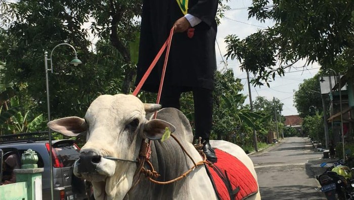 Momen Serunya Mahasiswa Univet Bantara Sukoharjo Wisuda Naik Sapi