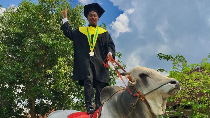 Momen Serunya Mahasiswa Univet Bantara Sukoharjo Wisuda Naik Sapi