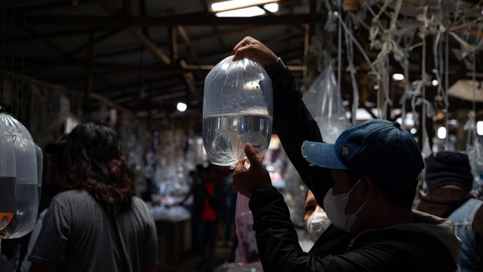 Melihat Pasar Ikan Hias Terbesar Asia Tenggara di Bogor