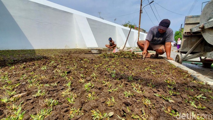 Foto-foto Wajah Baru Tembok Jeron Beteng Keraton Jogja di Wijilan