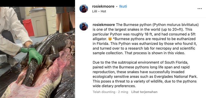 Potret Ular Piton Memangsa Aligator-Buaya Bulat-bulat