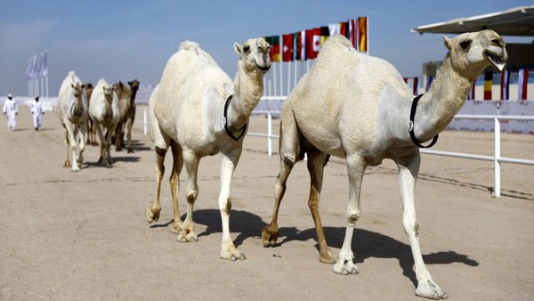 Selain Piala Dunia, Qatar Juga Gelar Kontes Kecantikan Unta