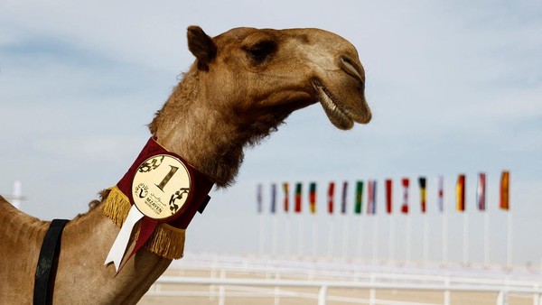 Selain Piala Dunia, Qatar Juga Gelar Kontes Kecantikan Unta