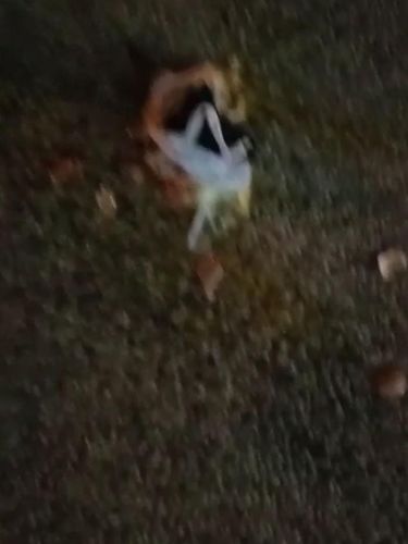 Penampakan Telur Busuk Dilempar ke Kantor NasDem-Tempat Acara Anies Penampakan Telur Busuk Dilempar ke Kantor NasDem-Tempat Acara Anies