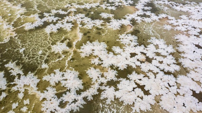 Brrr... Bunga Es Mekar di Danau Garam Yuncheng China