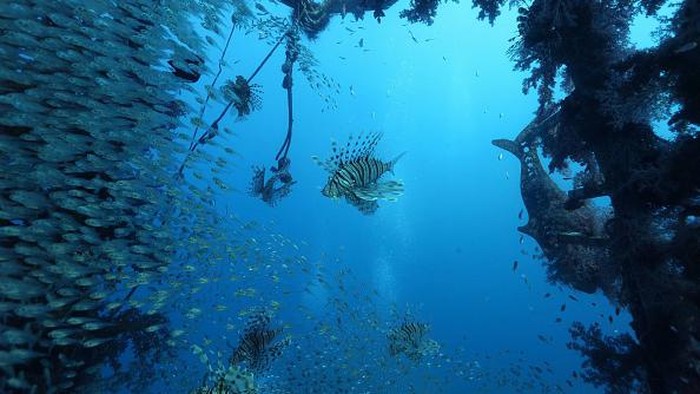 Ada Tank-Helikopter, Ini Museum Militer Bawah Laut Pertama di Dunia