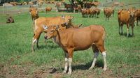 Mengenal Sapi Bali, Karakteristik Hingga Keunggulannya
