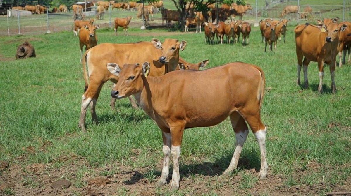 Mengenal Sapi Bali, Karakteristik Hingga Keunggulannya