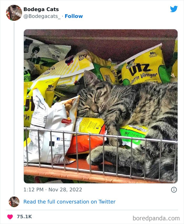 10 Potret Kucing Saat Malas-malasan Jadi 'Pegawai' Toko Makanan