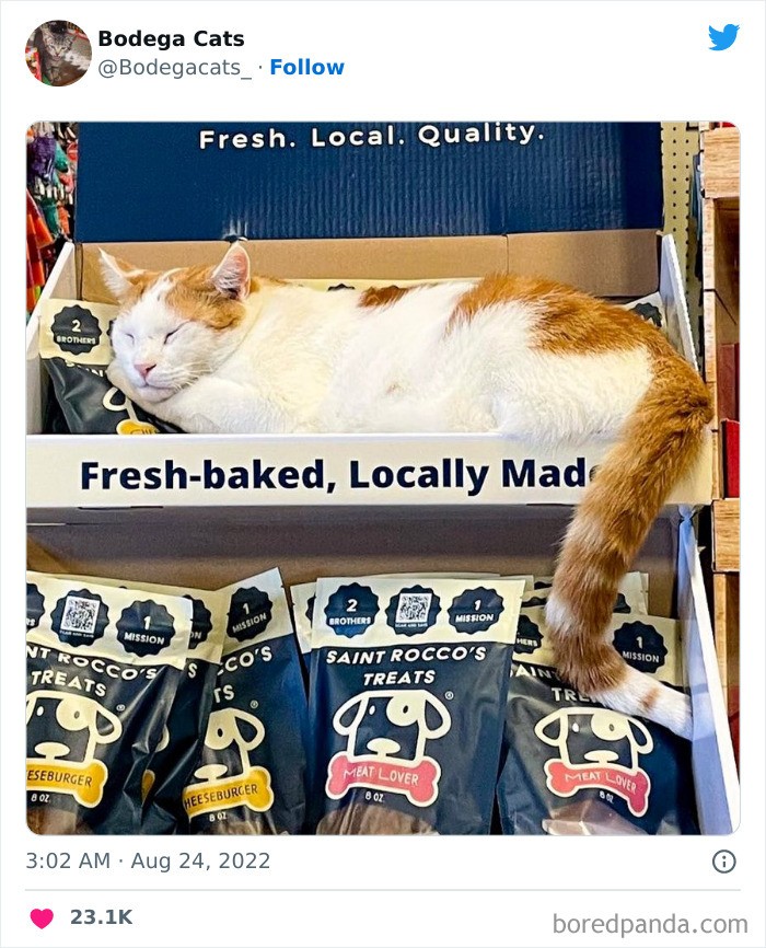 10 Potret Kucing Saat Malas-malasan Jadi 'Pegawai' Toko Makanan