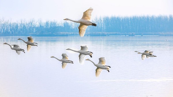 Lokasi Memukau Migrasi Angsa di China, Bikin Takjub