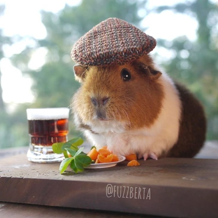 Marmut Imut 'Fuzzberta' Ini Hobi Kulineran Seperti Food Vlogger Kece!