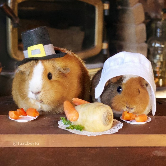 Marmut Imut 'Fuzzberta' Ini Hobi Kulineran Seperti Food Vlogger Kece!