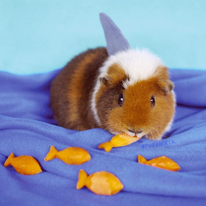 Marmut Imut 'Fuzzberta' Ini Hobi Kulineran Seperti Food Vlogger Kece!