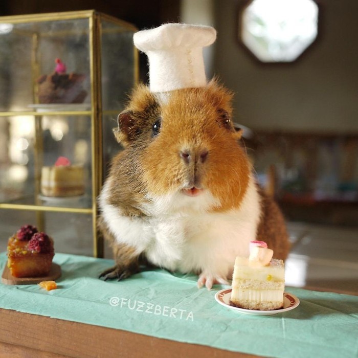 Marmut Imut 'Fuzzberta' Ini Hobi Kulineran Seperti Food Vlogger Kece!