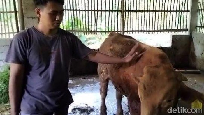 Sapi di Boyolali Terpapar Virus LSD, Dinas Peternakan: Seminggu Bisa Sembuh Sapi di Boyolali Terpapar Virus LSD, Dinas Peternakan: Seminggu Bisa Sembuh