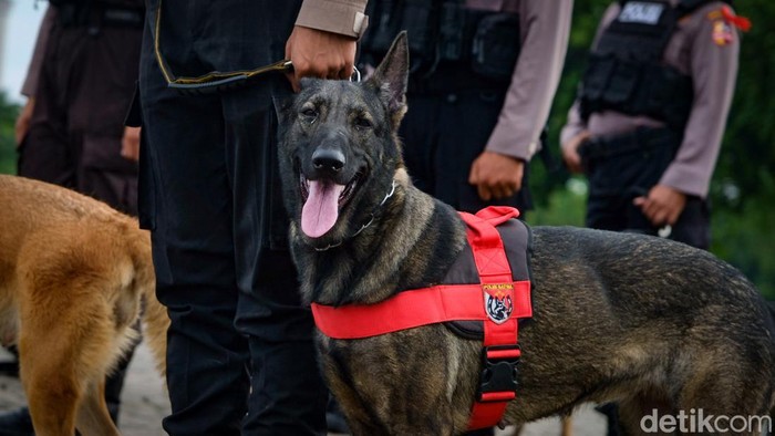 Polisi Berkuda-Anjing Pelacak Ikut Apel Operasi Lilin