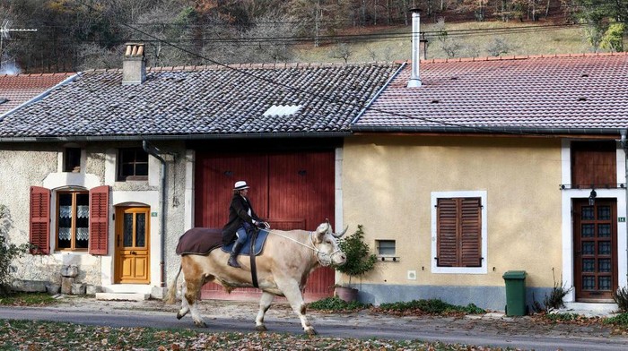 Unik, Ini Aston Si Banteng yang Kelakuannya Seperti Kuda