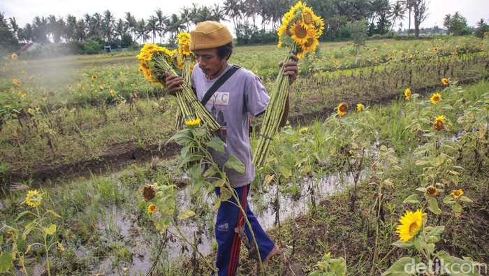 Duh, Panen Bunga Matahari Terkendala Musim Hujan
