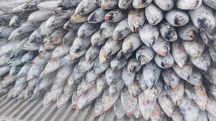 205 Ton Ikan Cakalang RI Meluncur ke Jepang
