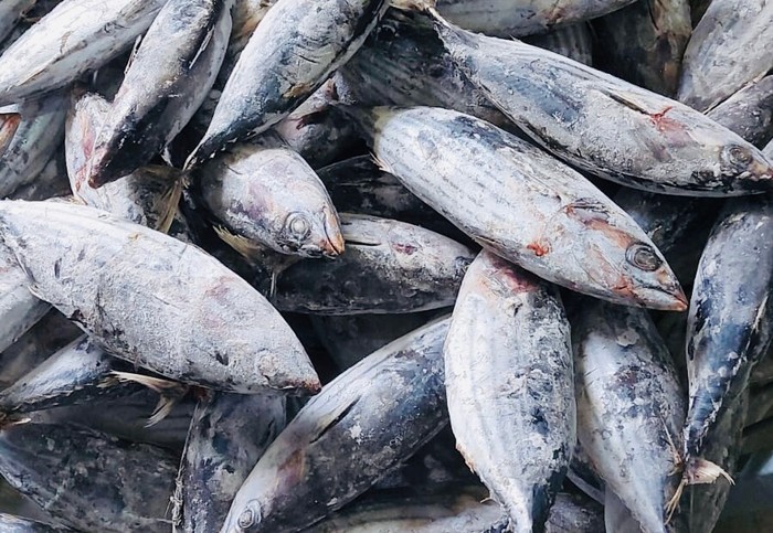 205 Ton Ikan Cakalang RI Meluncur ke Jepang