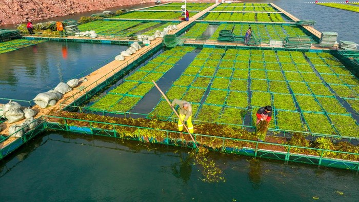 Potret Hamparan Luas Pertanian Hidroponik Musim Dingin di China