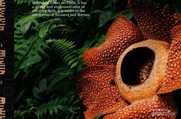 Terkagum-kagum Melihat Rafflesia Arnoldii untuk Pertama Kalinya