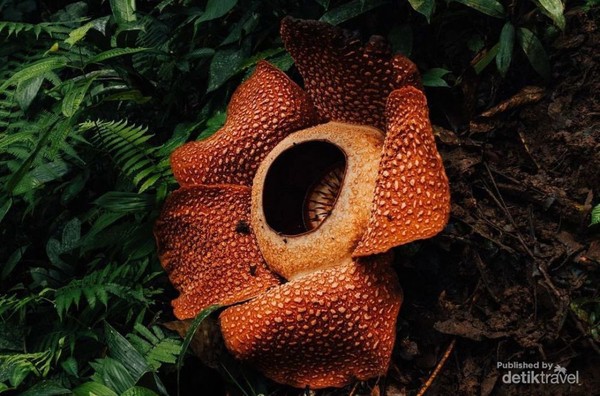 Terkagum-kagum Melihat Rafflesia Arnoldii untuk Pertama Kalinya