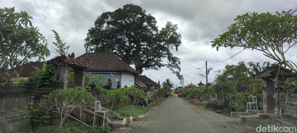 Potret Magis Pohon Bayan Raksasa Bali