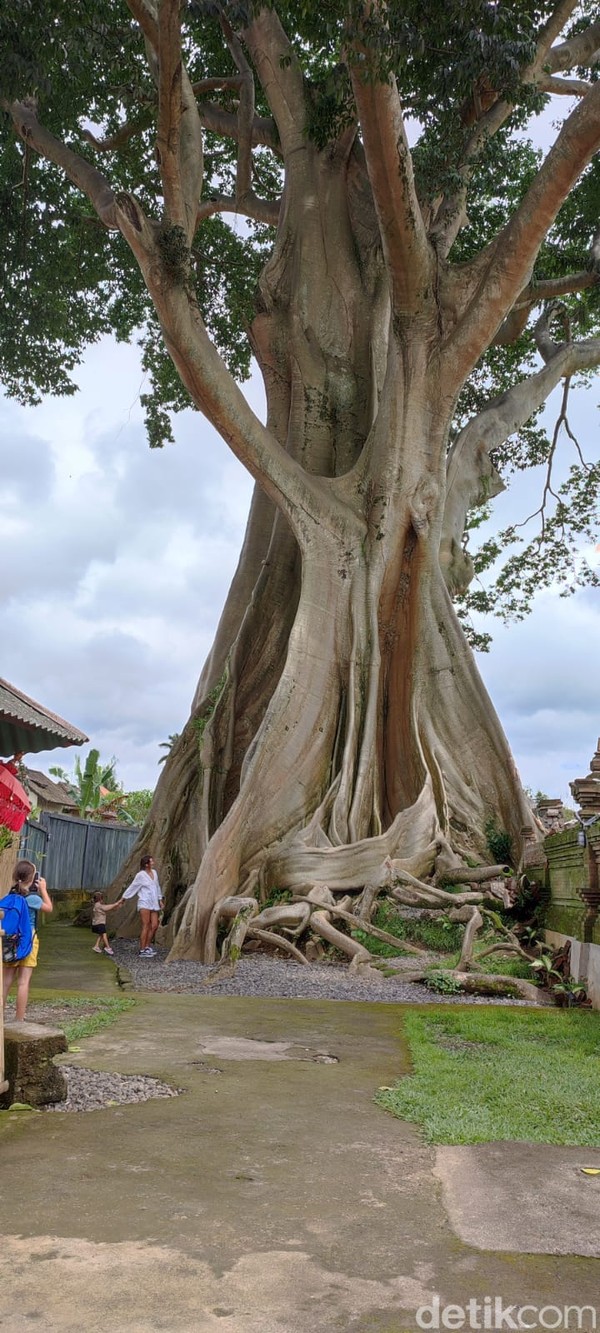 Potret Magis Pohon Bayan Raksasa Bali