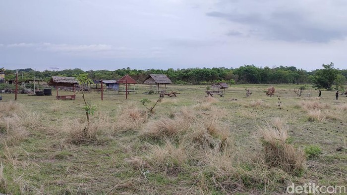 Savana Tianyar Bali, Kondisimu Kini