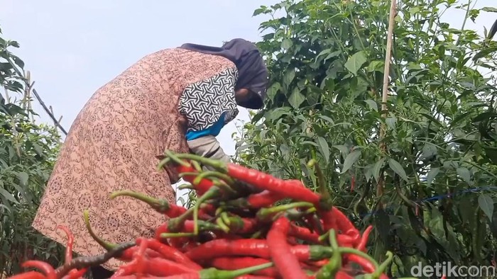Jurus BUMN Geber Produksi Petani Cabai-Bawang Jurus BUMN Geber Produksi Petani Cabai-Bawang