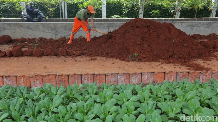 Potret Pertanian Urban yang Bikin Kolong Tol Becakayu Kian Asri
