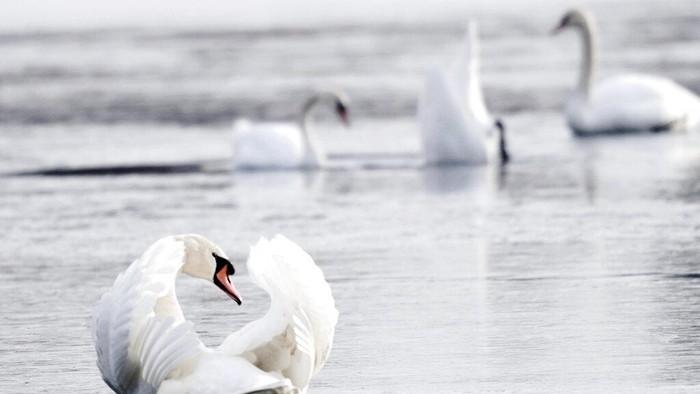 Ini Bukti Legendaris Lambang Kesetiaan Cinta Pada Angsa