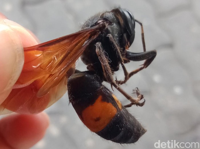 Disengat Tawon Vespa, Emak-emak di Klaten Dilarikan ke RS Disengat Tawon Vespa, Emak-emak di Klaten Dilarikan ke RS