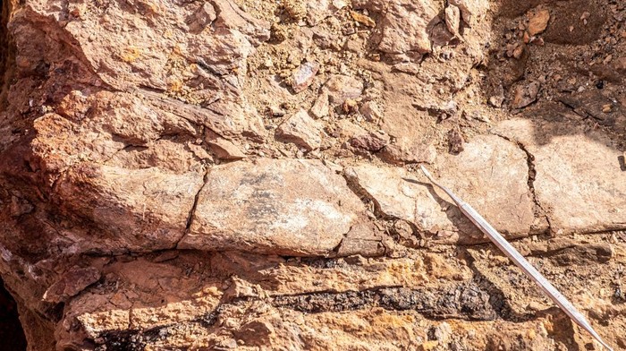 Penampakan Fosil Megaraptor yang Ditemukan di Chile Penampakan Fosil Megaraptor yang Ditemukan di Chile