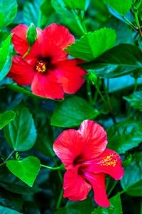 Mengenal Penyerbukan Tumbuhan Berbunga, Siswa Wajib Kenali Jenisnya!