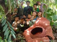 Salut! Petani Bengkulu Ini Berhasil Mekarkan Bunga Rafflesia di Kebun