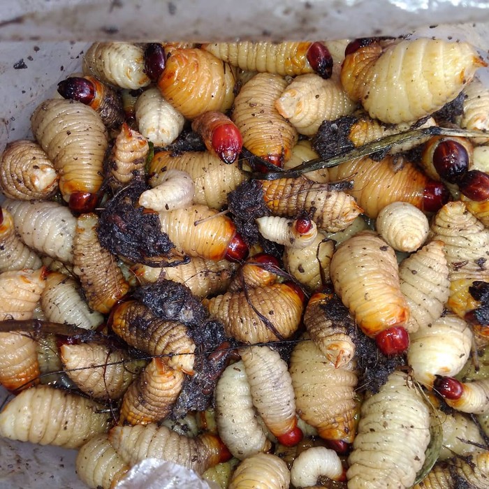 Layak Dicicipi! 10 Kuliner Bali yang Unik, Urutan hingga Sate Kakul