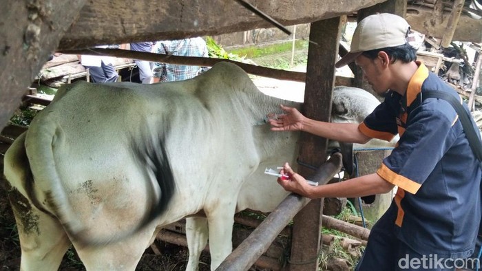 Ratusan Sapi di Purworejo Terinfeksi LSD, 6 Pedet Mati Ratusan Sapi di Purworejo Terinfeksi LSD, 6 Pedet Mati