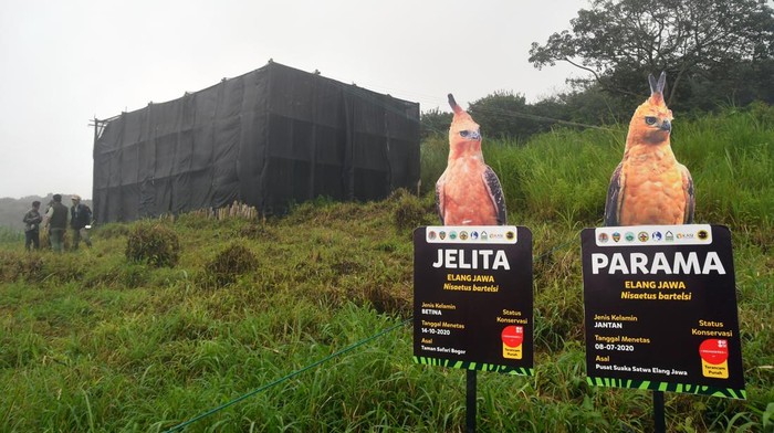 Taman Safari Indonesia Lepasliarkan Dua Ekor Elang Jawa