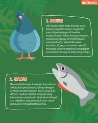Infografis: Hewan yang Memanfaatkan Kemagnetan Bumi untuk Melakukan ...