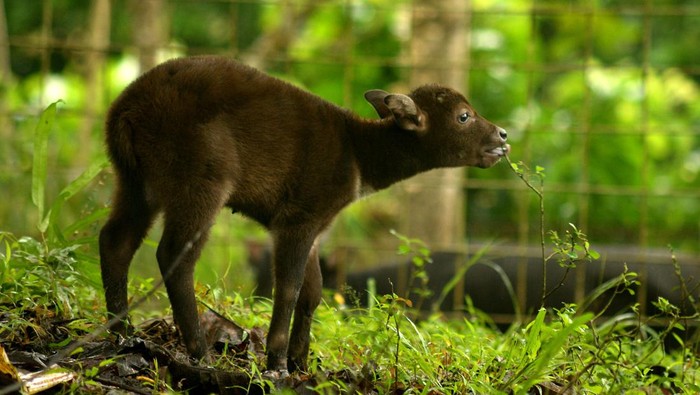 Wow! Ini Anoa Pertama yang Lahir Melalui Operasi Caesar