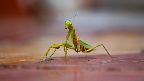 Ciri Hewan Invertebrata: Pengertian, Klasifikasi, Filum, Sistem Pencernaan