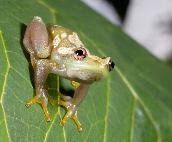 Ilmuwan Temukan Spesies Baru Katak Tak Bersuara Sama Sekali Ilmuwan Temukan Spesies Baru Katak Tak Bersuara Sama Sekali
