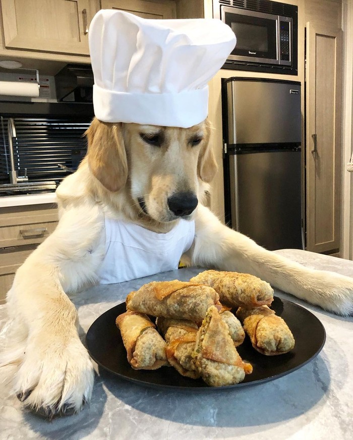Gemas! 10 Momen Masak Chef Badger, Anjing Golden Retriever yang Jago Masak