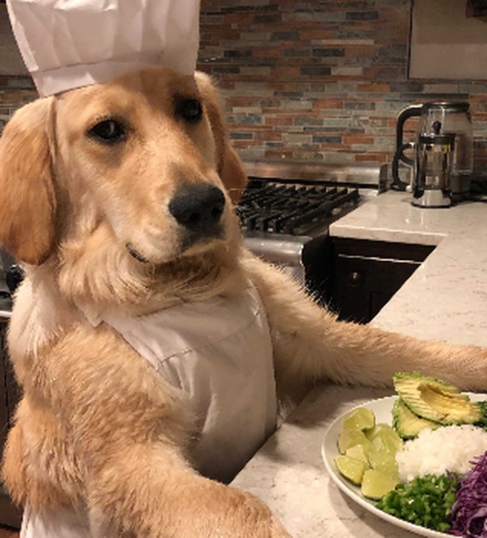 Gemas! 10 Momen Masak Chef Badger, Anjing Golden Retriever yang Jago Masak